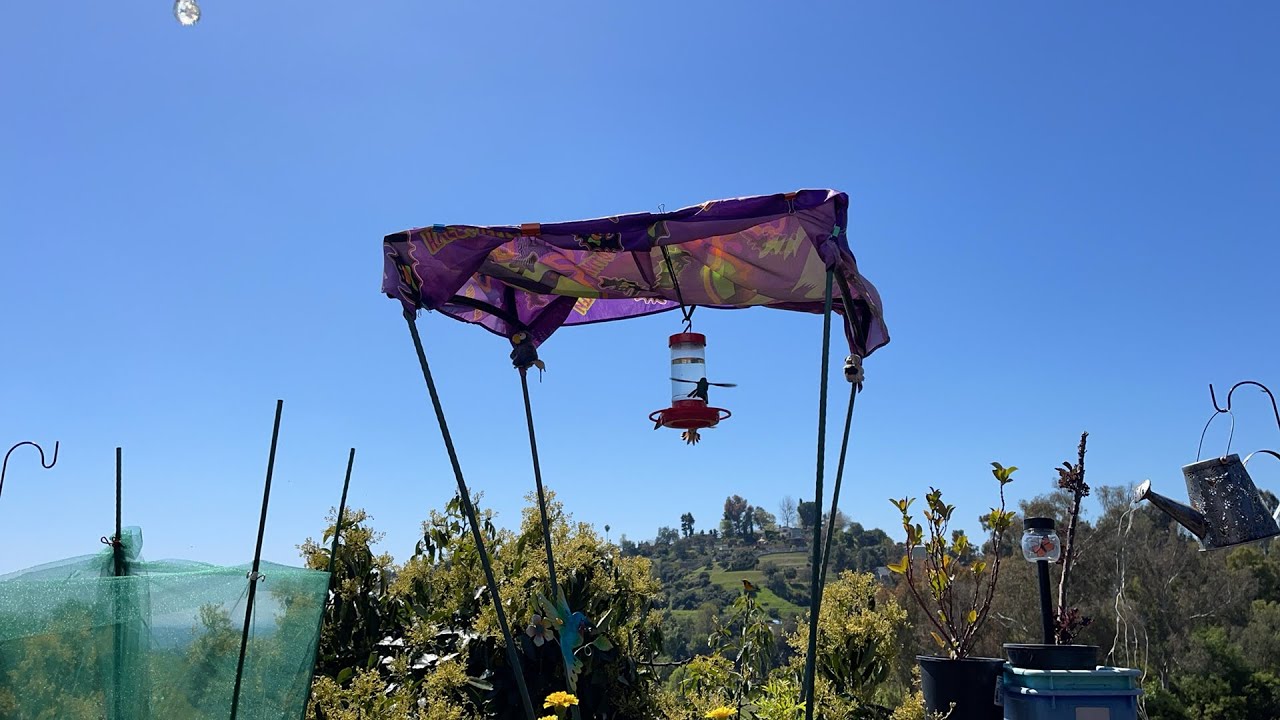 The eclipse in Southern California, with hummingbirds, Robbie and Gary ...
