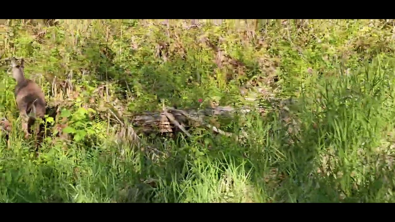 wow deer is playing flogger in the woods he got lucky and won - YouTube