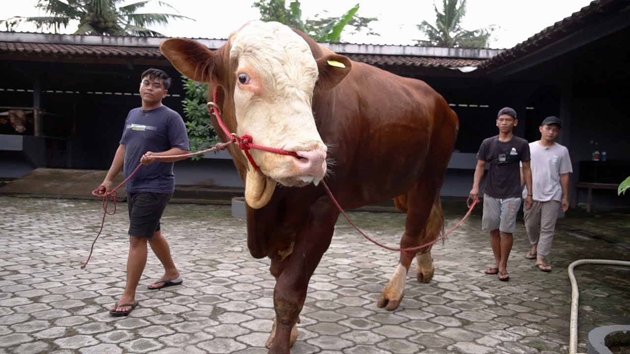 NYARIS KEMB4R !! 2 SAPI GUNDUL TIBA DI SETIA FARM - Sapi Qurban Jumbo ...