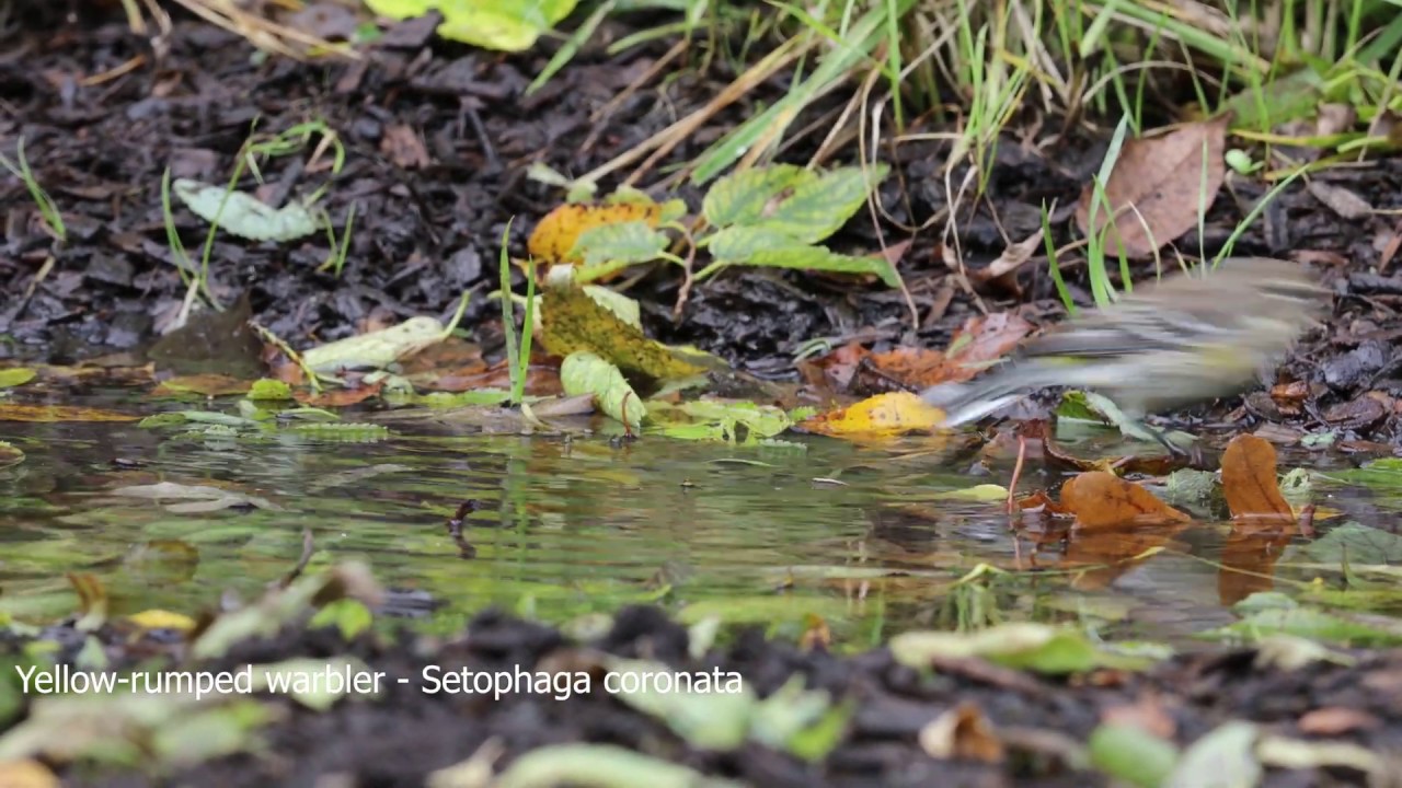 Yellow-rumped warbler - fall plumage - YouTube