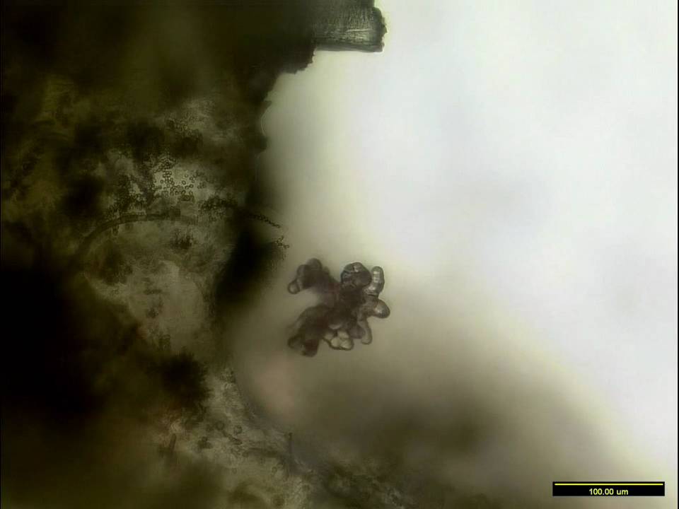 Acrasis rosea Fruiting Body Development - YouTube