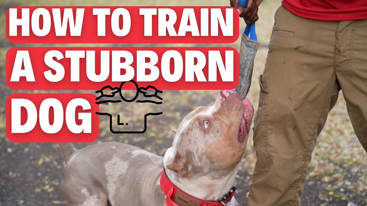 Training a STUBBORN DOG!?!?! - YouTube