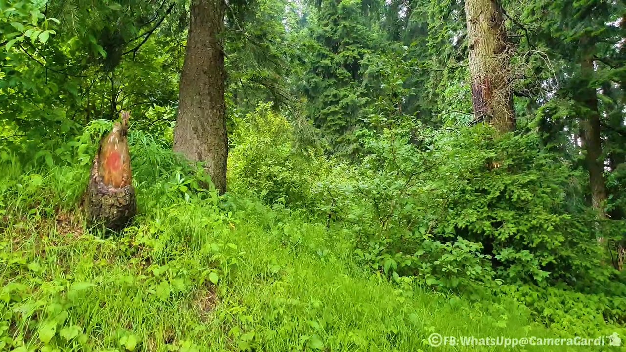 MushkPuri Track, Nathiagali, Pakistan : Part 4 - YouTube