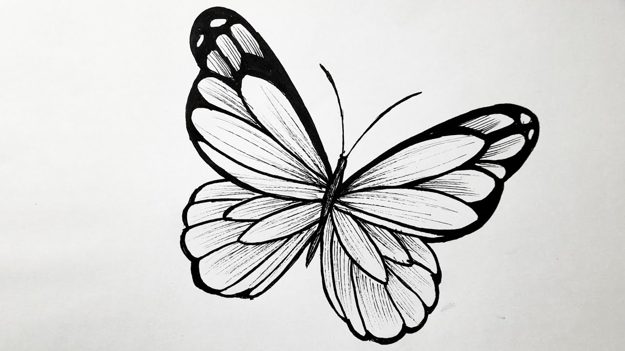 How to draw butterfly easy step by step || Butterfly drawing - YouTube