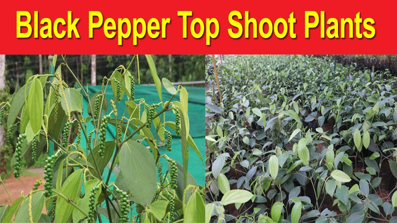 Black Pepper Top Shoot Plants / കുരുമുളകിന്റെ ടോപ്‌ ഷൂട്ട് ...