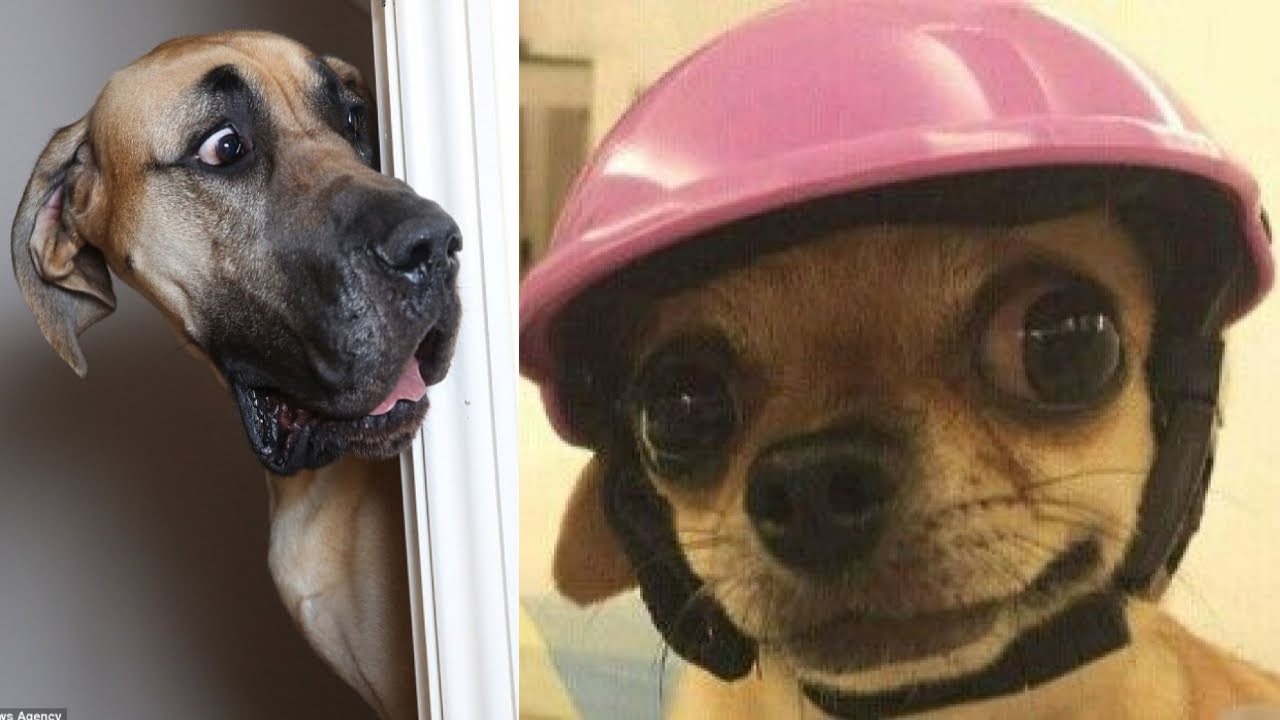 30 MINETE 🤯😂 VIRAL FUNNY DOGS That EXPLODED Online! You WON'T Believe ...