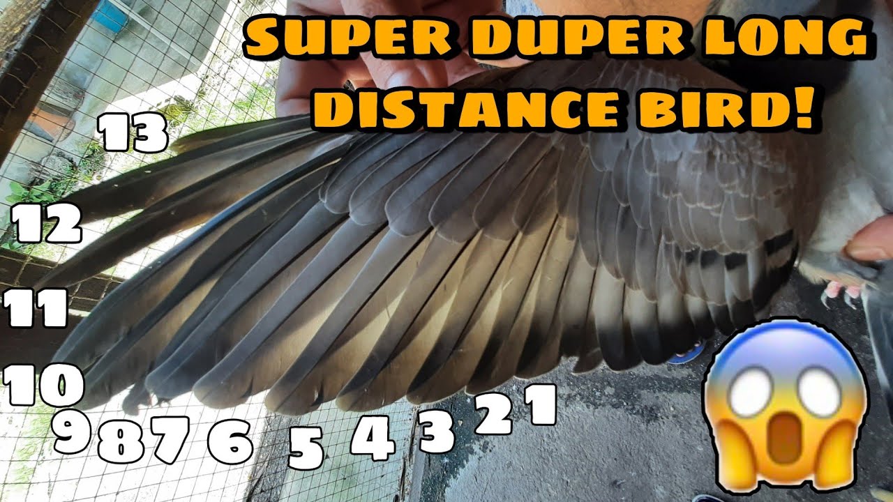 13 FLIGHTS YUNG PRIMARY FEATHERS NG KALAPATI NGAYON LANG AKO NAKAKITA ...