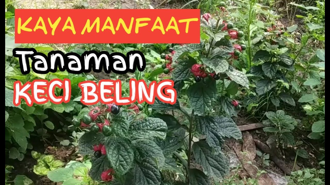 Tanaman banyak Manfaat | Keci Beling penghancur batu Ginjal - YouTube