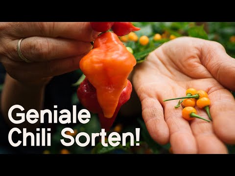 Chili-Guide: Von mild bis sehr scharf – meine 3 Top Sorten vorgestellt! 🌶️
