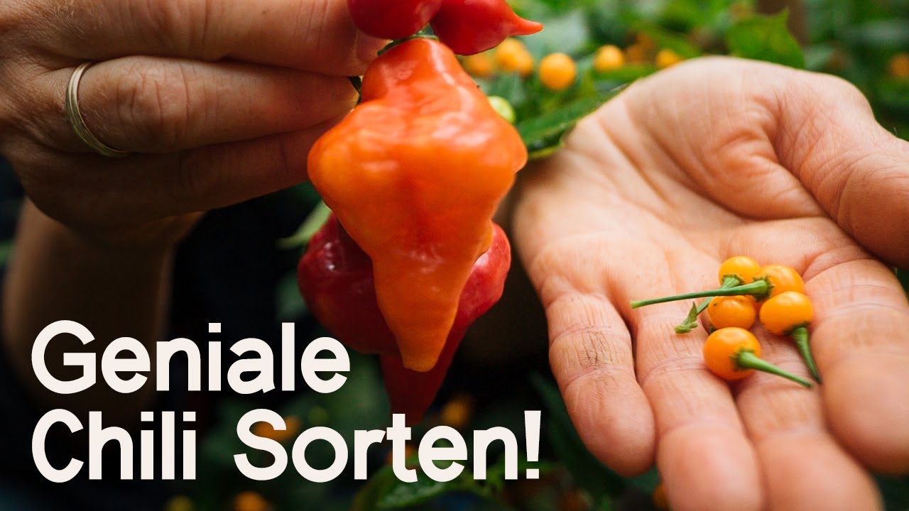 Chili-Guide: Von mild bis sehr scharf – meine 3 Top Sorten vorgestellt ...