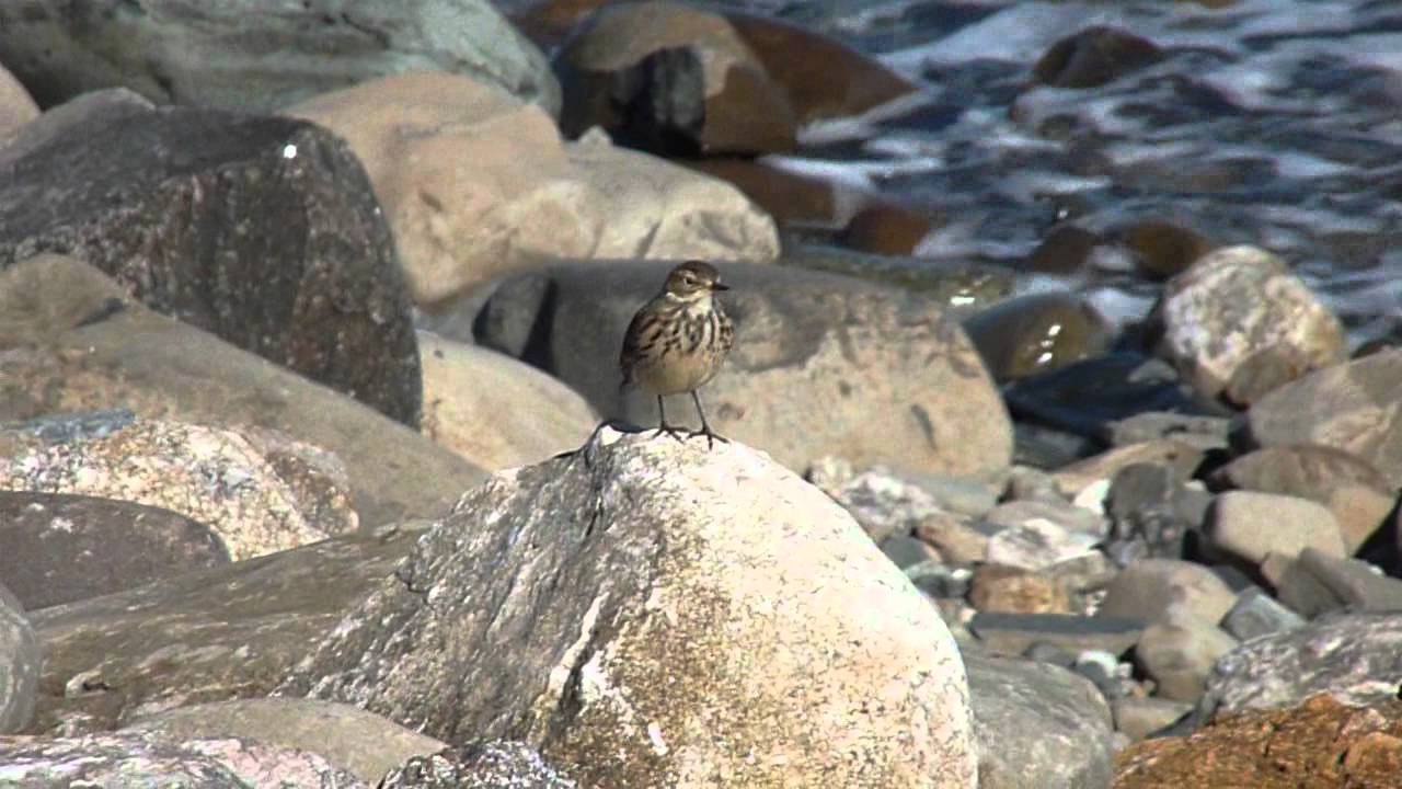 American Pipit on shore - YouTube