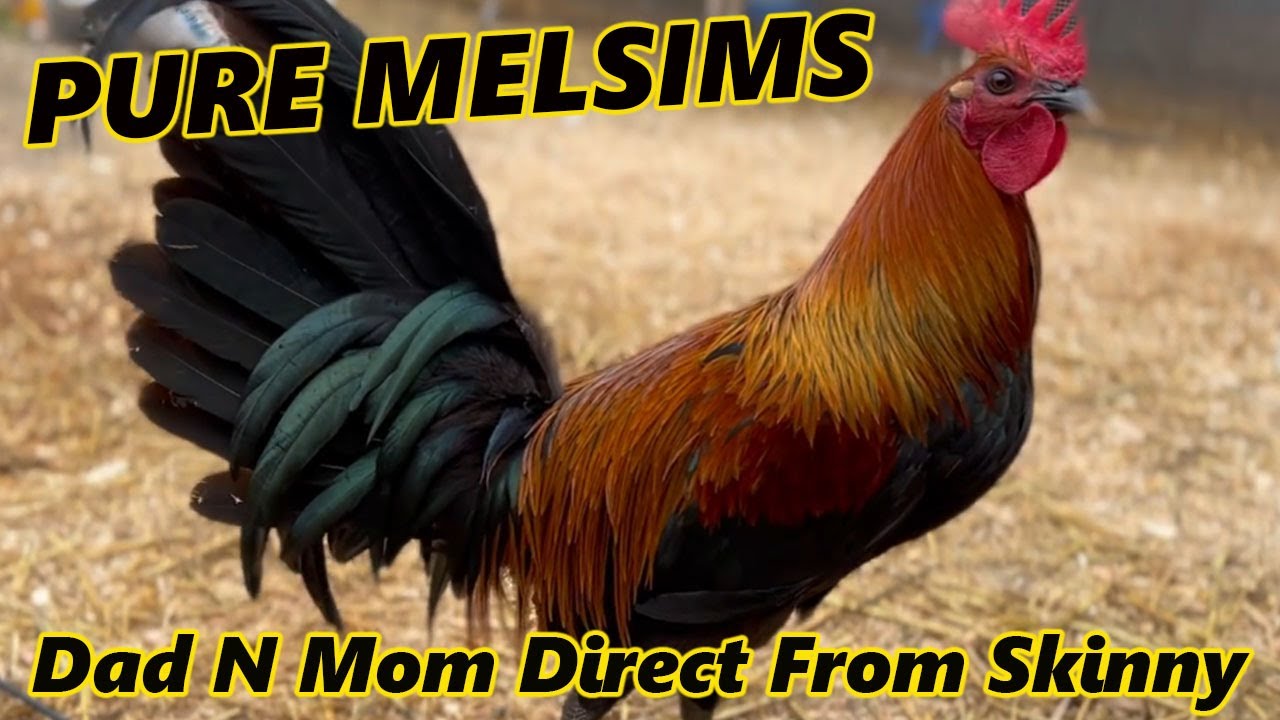 Pure Melsims Dink Fair Kelso SAVALA FOWL Beautiful Birds - YouTube