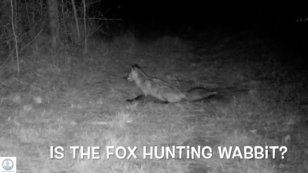 Was the fox hunting Wabbit? Turkey and deer stroll through woods. Skunk ...