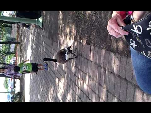 Goose does pee pee in front of us, lol~~ - YouTube
