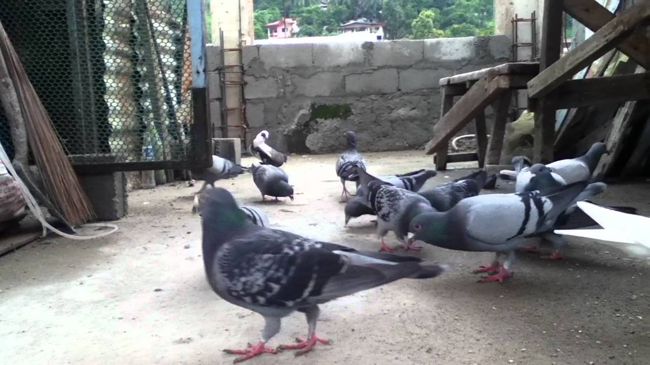 kalapati for sale! - YouTube