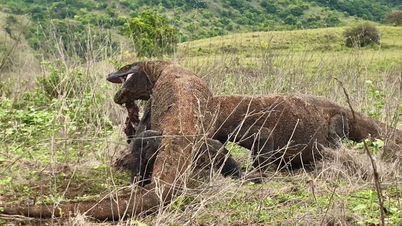 Good ending The komodo Dragons are Getting More Aggressive in Devouring ...