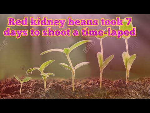 Red kidney beans took 7 days to shoot a time-lapse shot of the growth ...
