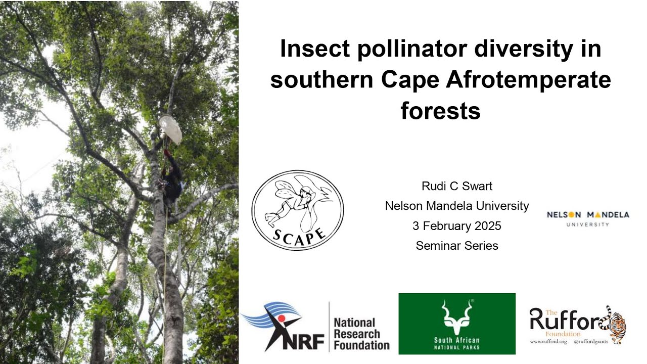 Insect pollinator diversity in southern Cape Afrotemperate forests ...