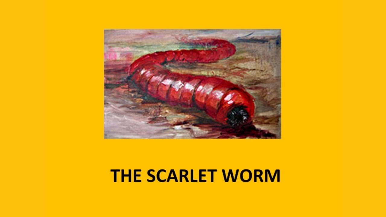 The Scarlet Worm - YouTube