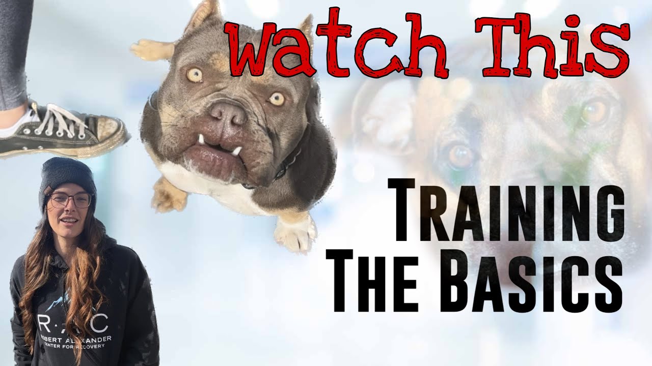 Micro Bully training issues? You need this #americanbully # ...