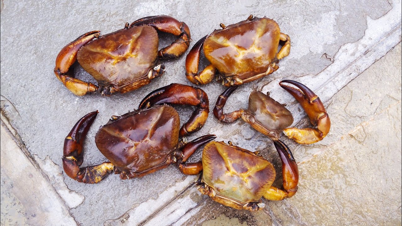 { pithalu} andrikayalu Cleaning or Peethalu (పీతలు శుభ్రపరచుట ఎలా ...