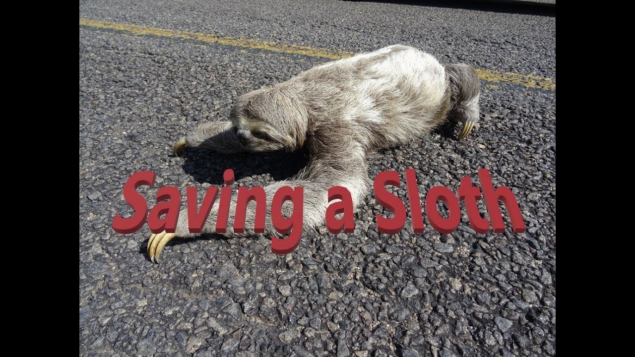 Saving a Sloth in Bahia Brazil!! - YouTube