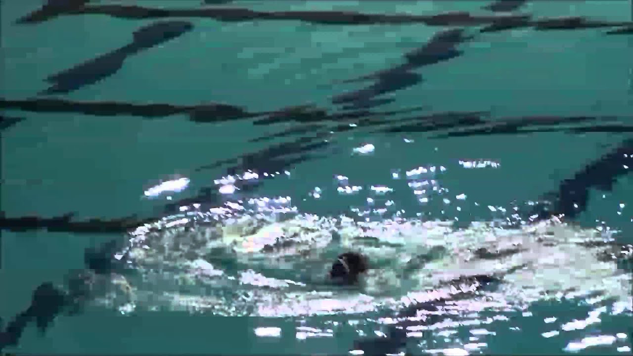 Let It Go (Synchronized Swimming 11-12 Solo) ありのままで （シンクロ） - YouTube