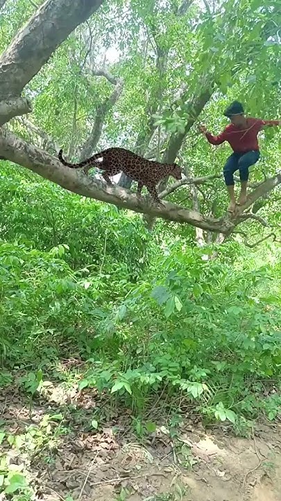 chat attack catching jungle vfx funny my village jungle#shots#animals# ...