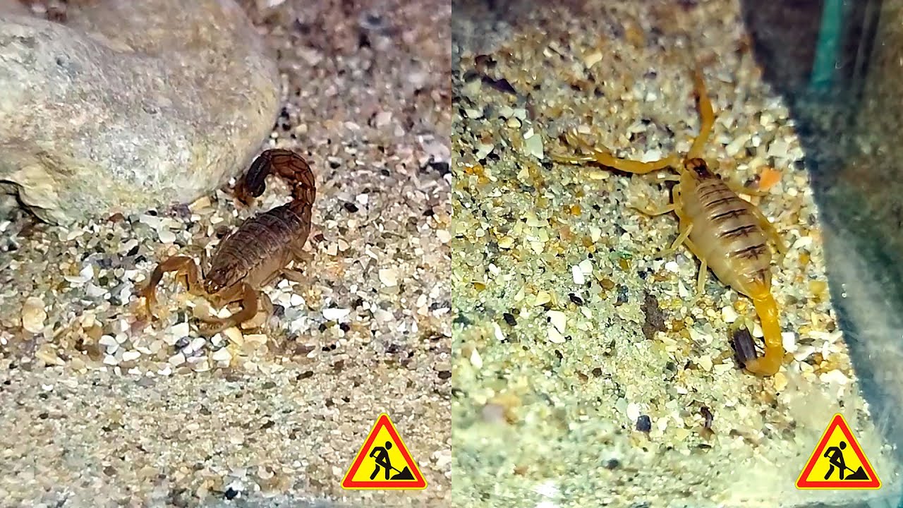 Скорпионы роют норы в песке (scorpions dig holes in the sand) - YouTube