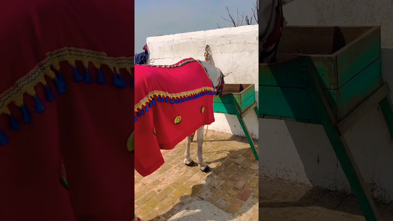 Pakistani ghoda mash'Allah - YouTube