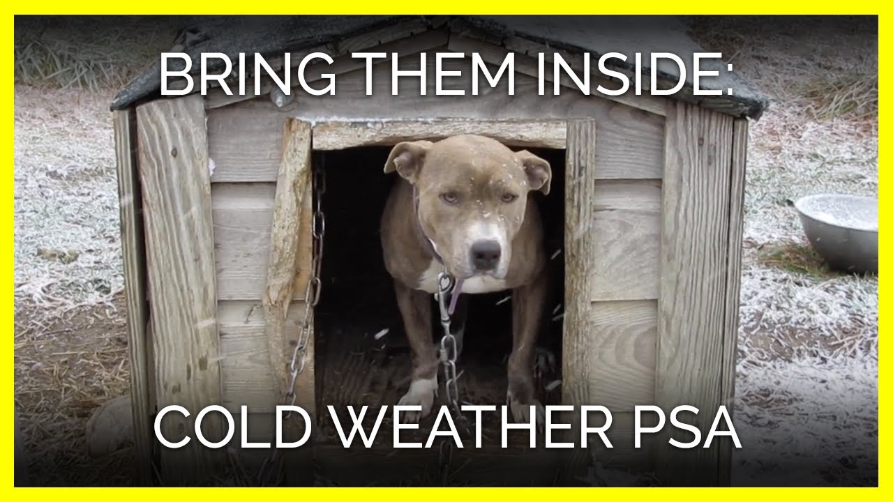 Is It Illegal To Have A Dog Outside In The Cold