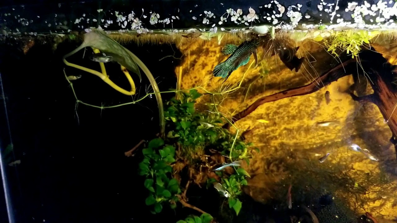 Wild bettas and endlers livebearers - YouTube