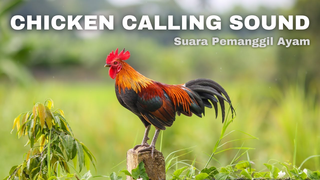 Chicken Calling Sound - YouTube
