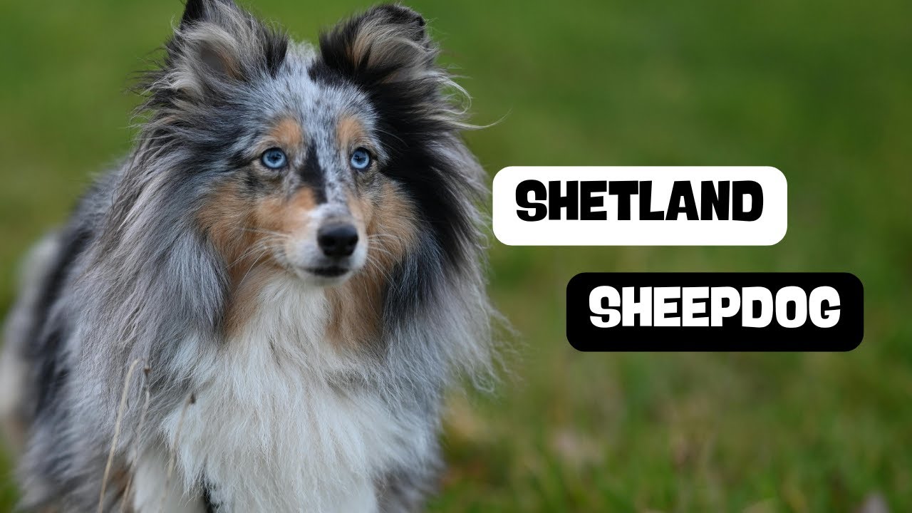 🐾 Guía Completa del Shetland Sheepdog: El Compañero Perfecto 🐾 - YouTube