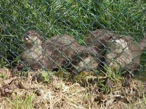 Screaming Otters - YouTube