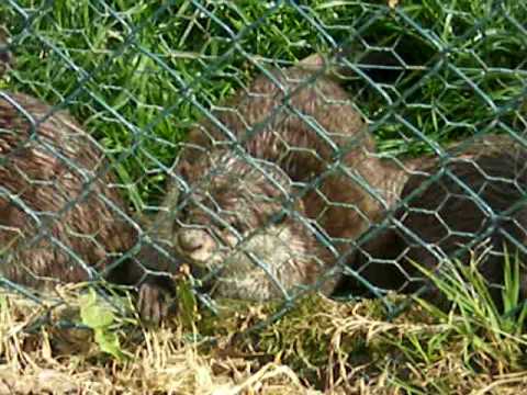 Screaming Otters - YouTube
