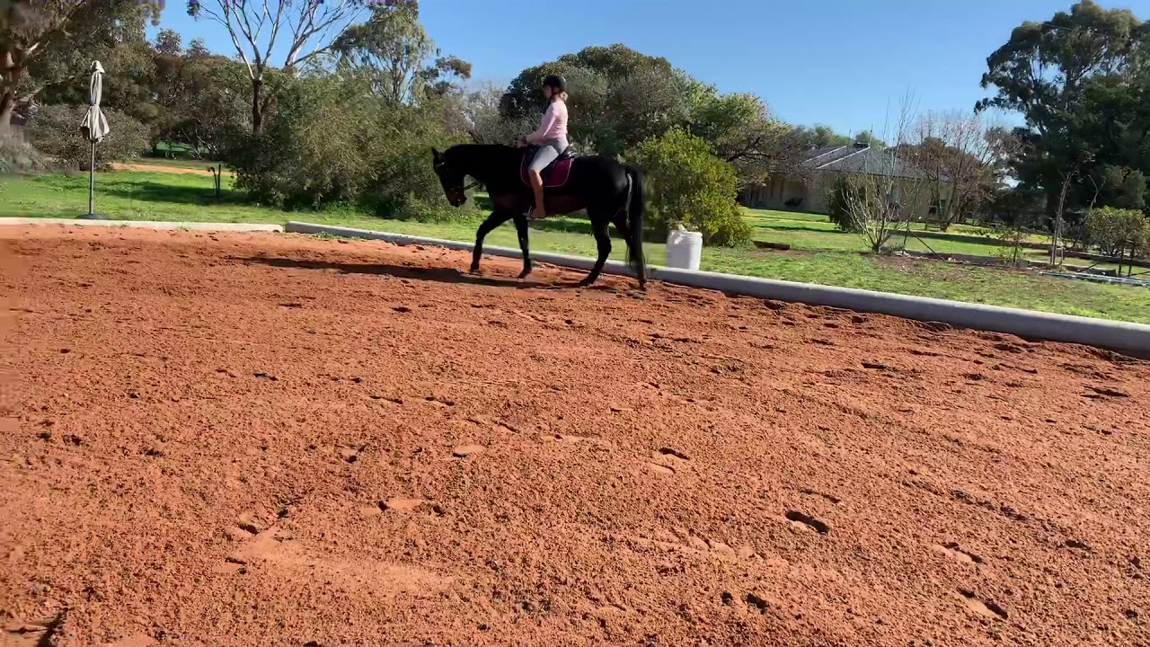 Retraining the standardbred - Trot transitions and your position - YouTube