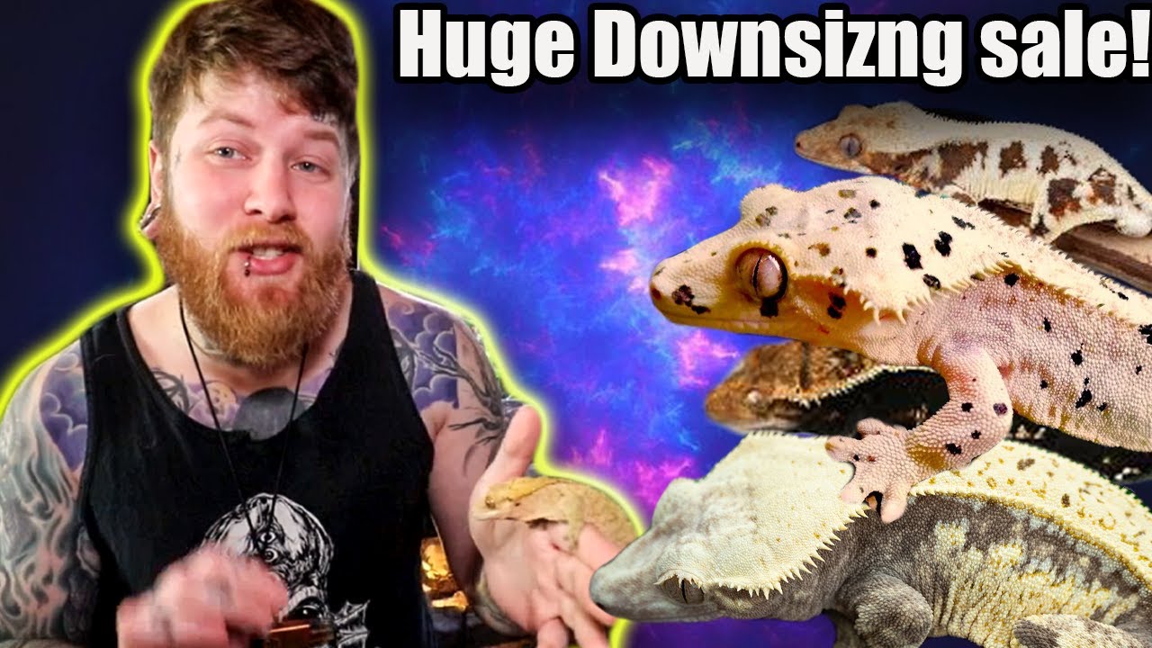 Down Sizing My Crested Gecko Collection For An Important Reason.. - YouTube