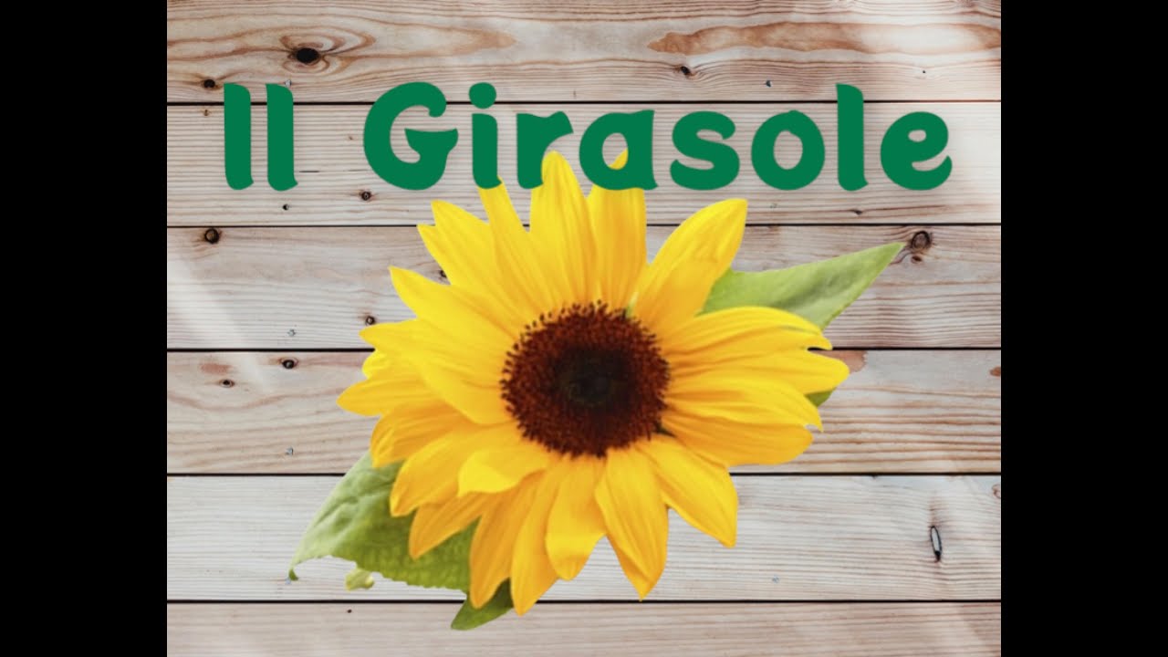 IL GIRASOLE - SIMONA MORINI E I CIBI LIGHT - YouTube