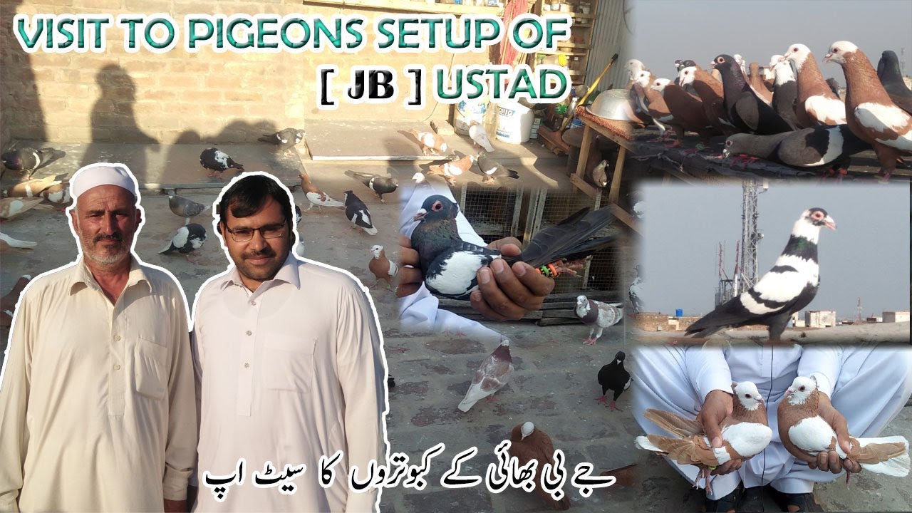 VISIT TO PIGEONS SETUP OF [ JB ] USTAD - YouTube