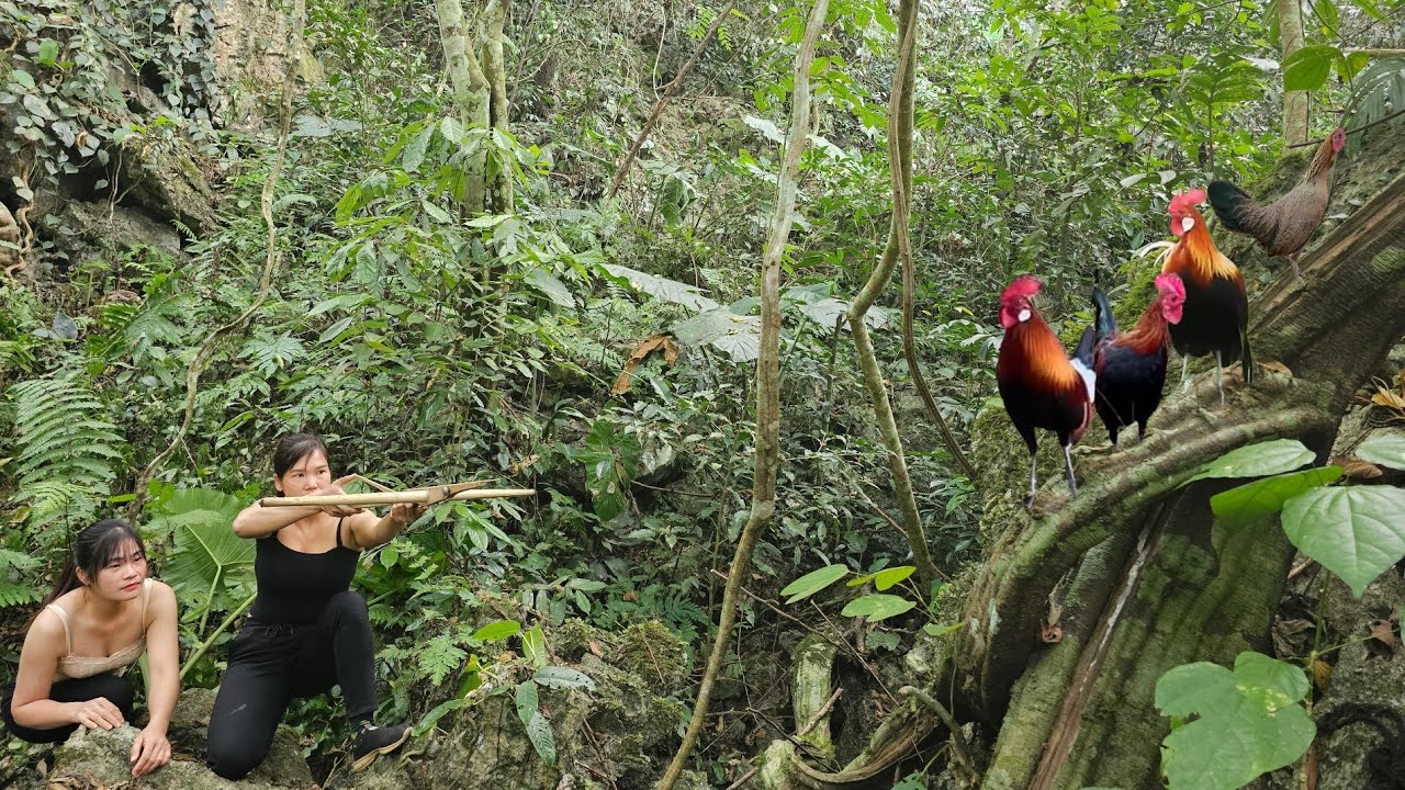 Junglefowl Hunting. Two girls search for food in the rainforest. - YouTube