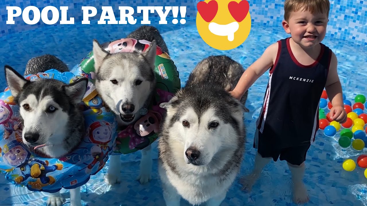 POOL PARTY WITH MY HUSKIES & BABY!!! [CUTEST VIDEO EVER!!] - YouTube