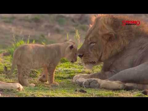 MFAHAMU MNYAMA SIMBA; HIZI NDO TABIA ZA SIMBA