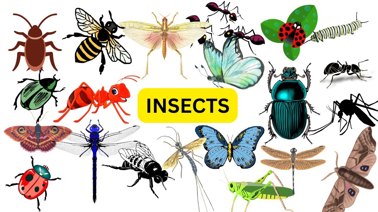 ames of Insects | 15 Types of Insects for Children #insects #insect # ...