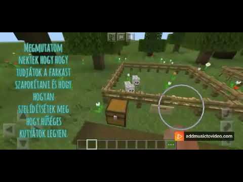 Minecraft: farkasból kutya, farkas szelídítése és szaporítása 🐕 How to ...