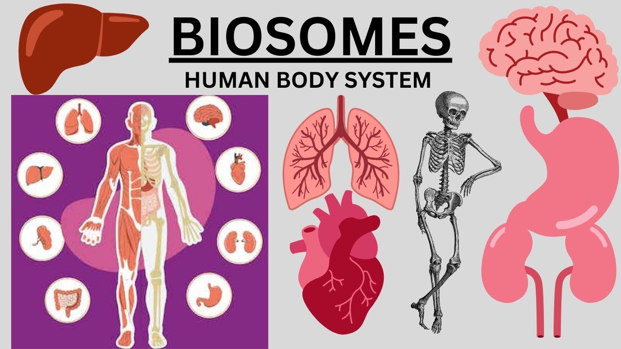 Human body system| organ systems| types of organ systems - YouTube