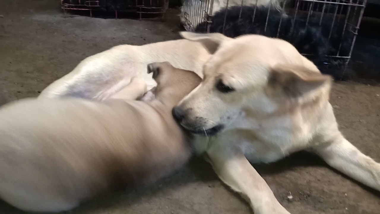 Asong Pinoy na Loving Mother - YouTube