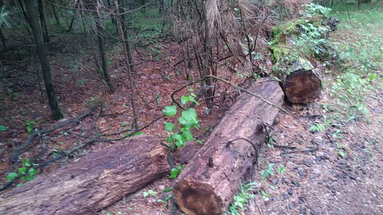 Homemade Forest wild forest - YouTube