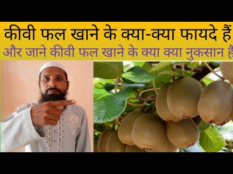 कीवी फल खाने के फायदे और नुकसान जाने kivi fal khane ke fayde aur nuksan ...