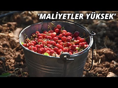 Kiraz üreticisi verimden memnun, yüksek maliyetten dertli